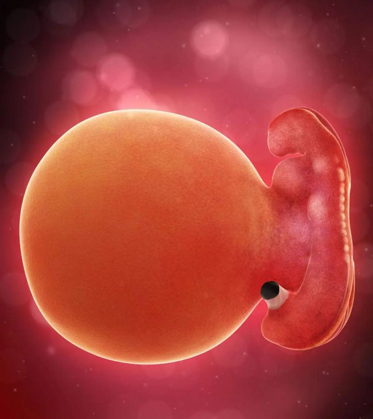 5 Weeks Pregnant: 9 Essential Tips For Symptoms And Baby Growth