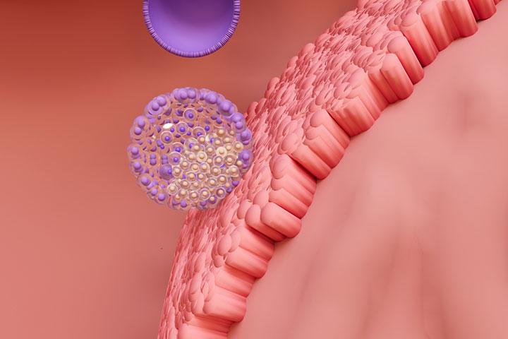 Progesterone During Pregnancy: Safety And Their Levels