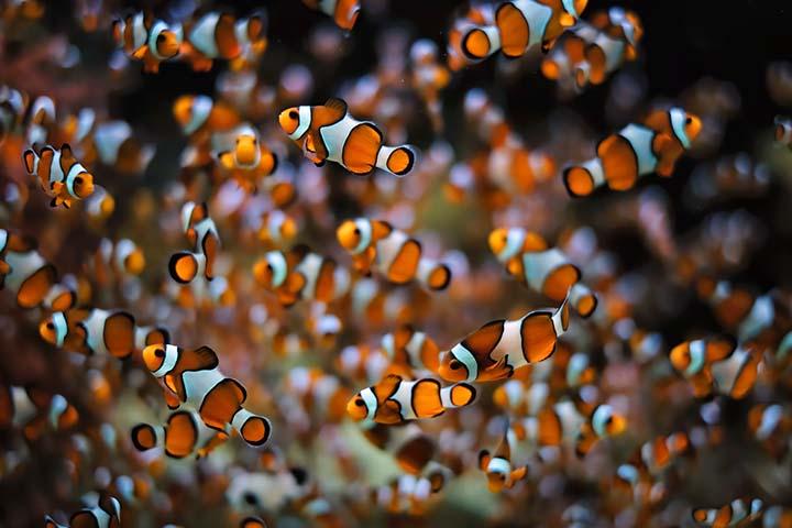 Clownfish Babies