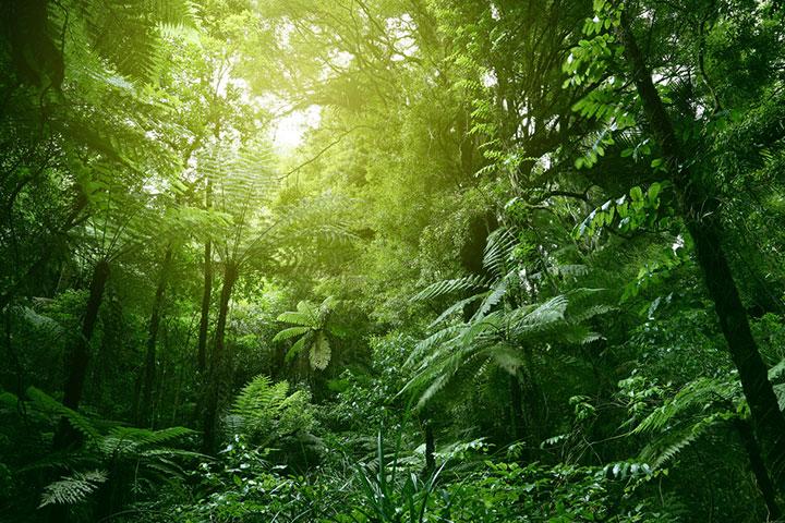Rainforest Ecosystem For Kids