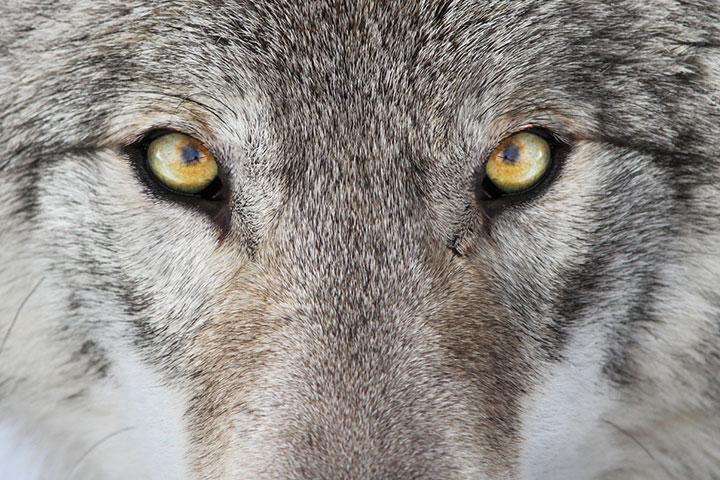 Rare Wolf Eye Colors