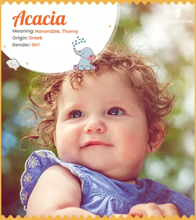 Acacia Name Meaning, Origin, And Popularity: Complete Guide