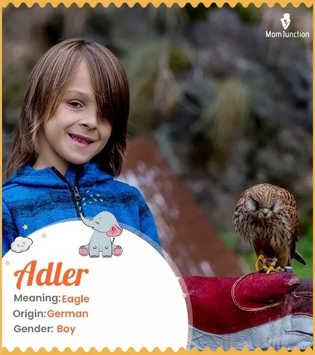 Adler Name Meaning, Origin, History, And Popularity