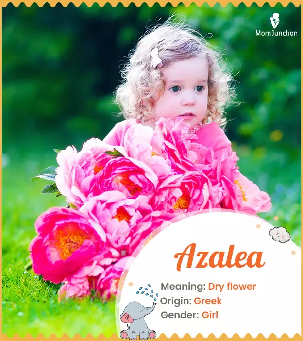 Azalea Name, Meaning, Origin, History, And Popularity