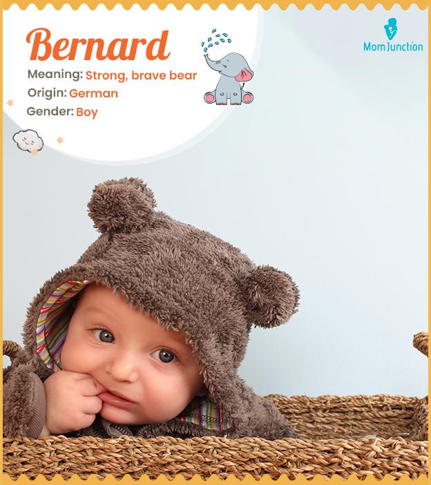 Bernard Name Meaning, Origin, History, And Popularity