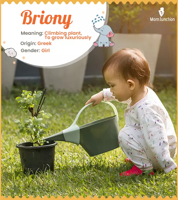Briony Name Meaning: Origin, History & Pronunciation Guide
