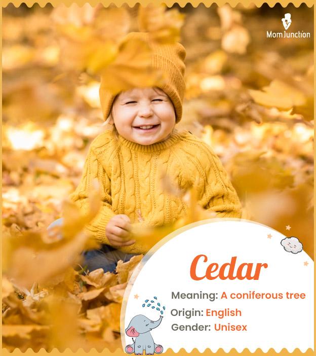 Cedar Name Meaning, Origin, History, And Popularity