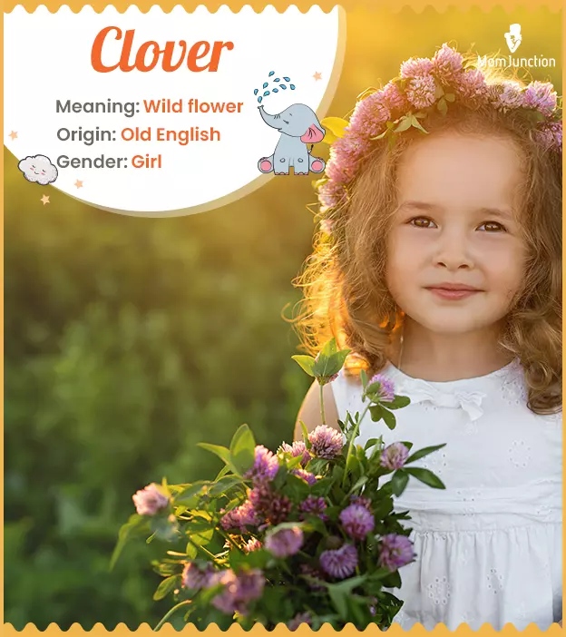 Clover Name, Meaning, Origin, History, And Popularity