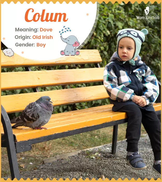 Colum Name Meaning, Origin, History, And Popularity