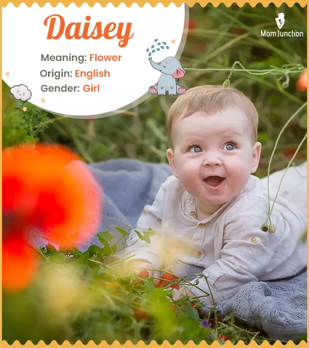Daisey Name Meaning, Origin, History, And Popularity