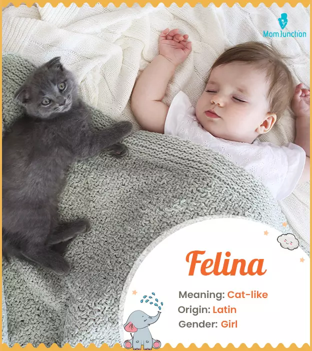 Felina Name Meaning, Origin, History, And Popularity