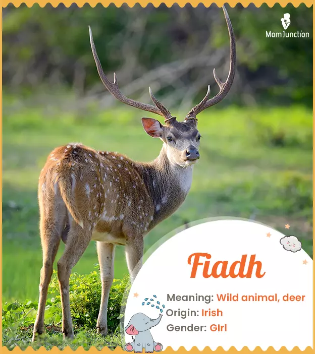 Fiadh Name Meaning, Origin & History: A Complete Guide
