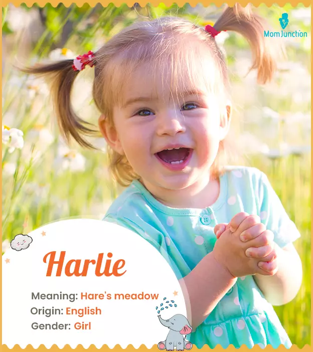 Harlie Name Meaning, Origin And Popularity: Comprehensive Guide