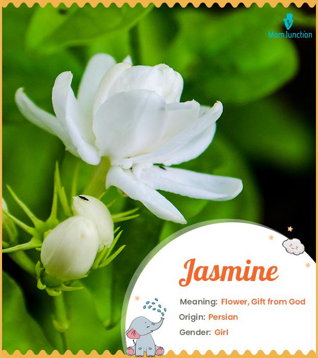 Jasmine Name Meaning Personality Jasmine Name Meaning Personality