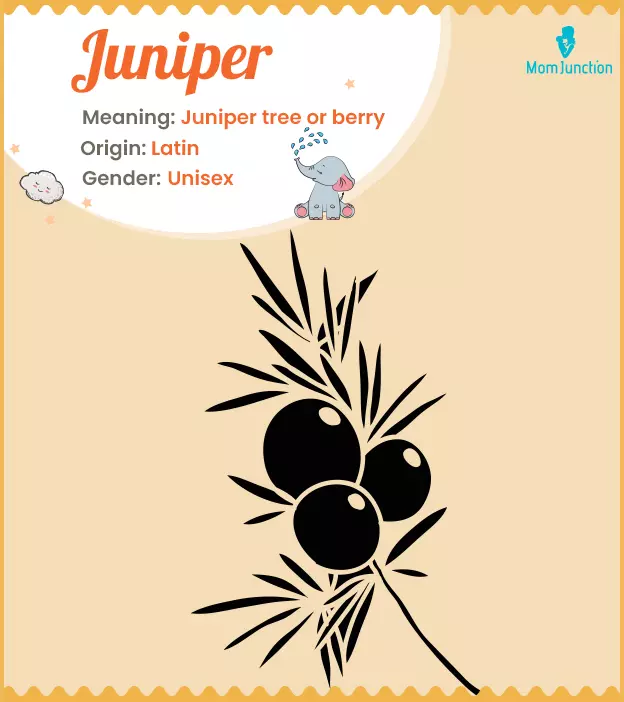 Juniper Name Meaning, Origin, History, And Popularity