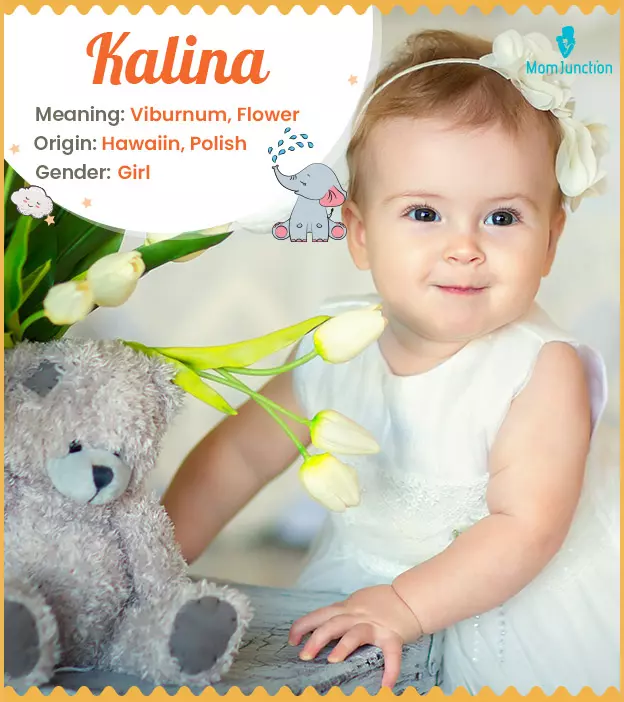 Kalina Name Meaning, Origin, History, And Popularity