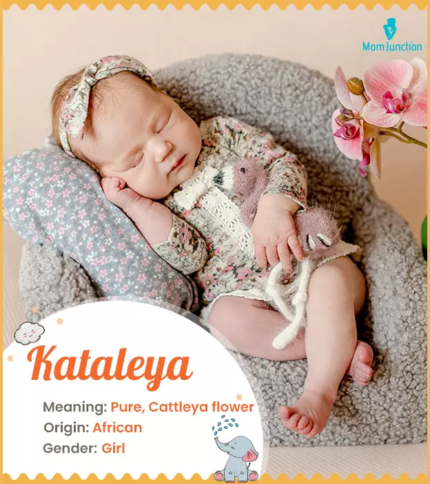 Kataleya Meaning, History, Origin And Popularity