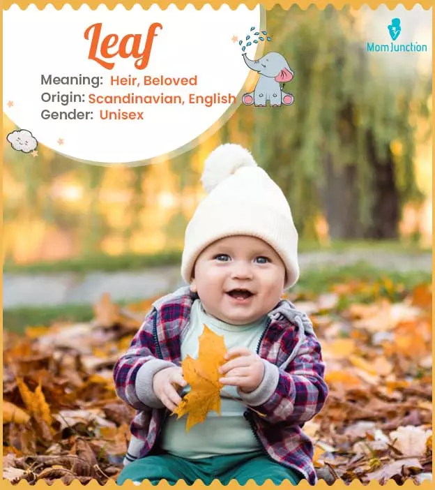 Explore Leaf: Meaning, Origin & Popularity