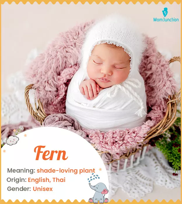 Fern Name Meaning, Origin, History, And Popularity