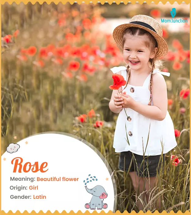Rose Name Meaning, Origin, History, And Popularity