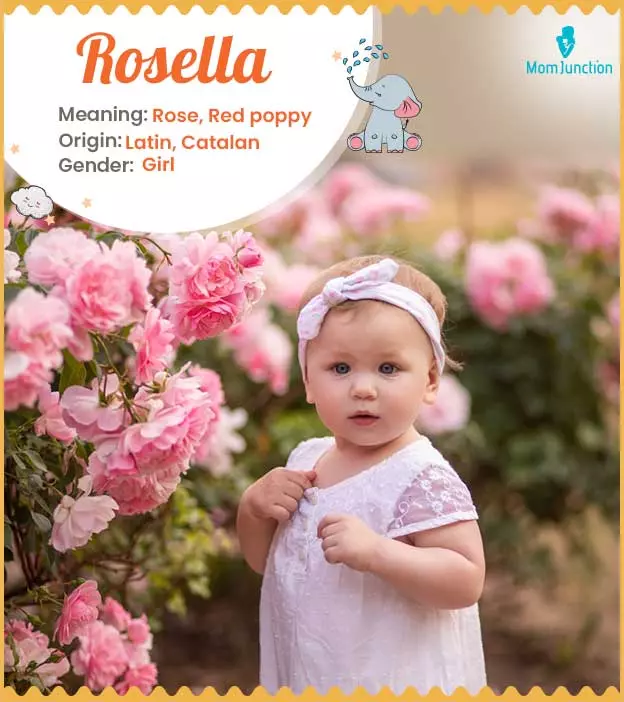 Explore Rosella: Meaning, Origin & Popularity