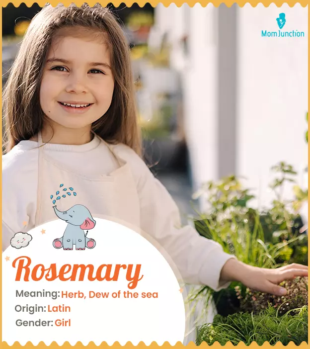 Rosemary Name Meaning, Origin & Popularity in 2025 Guide
