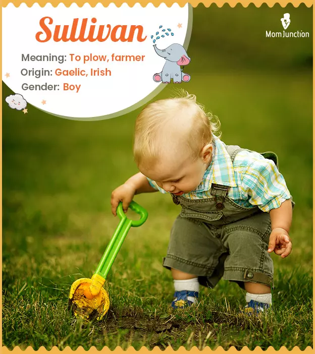 Sullivan Name Meaning, Origin, History, And Popularity