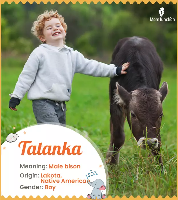 Tatanka Meaning, Origin, History, And Popularity