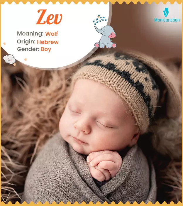Zev Name Meaning, Origin, History, And Popularity