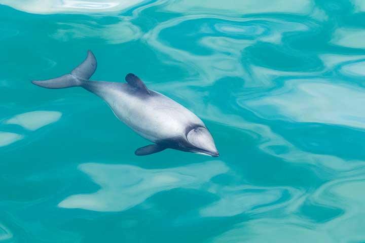 50 Fun And Fascinating Dolphin Facts for Kids