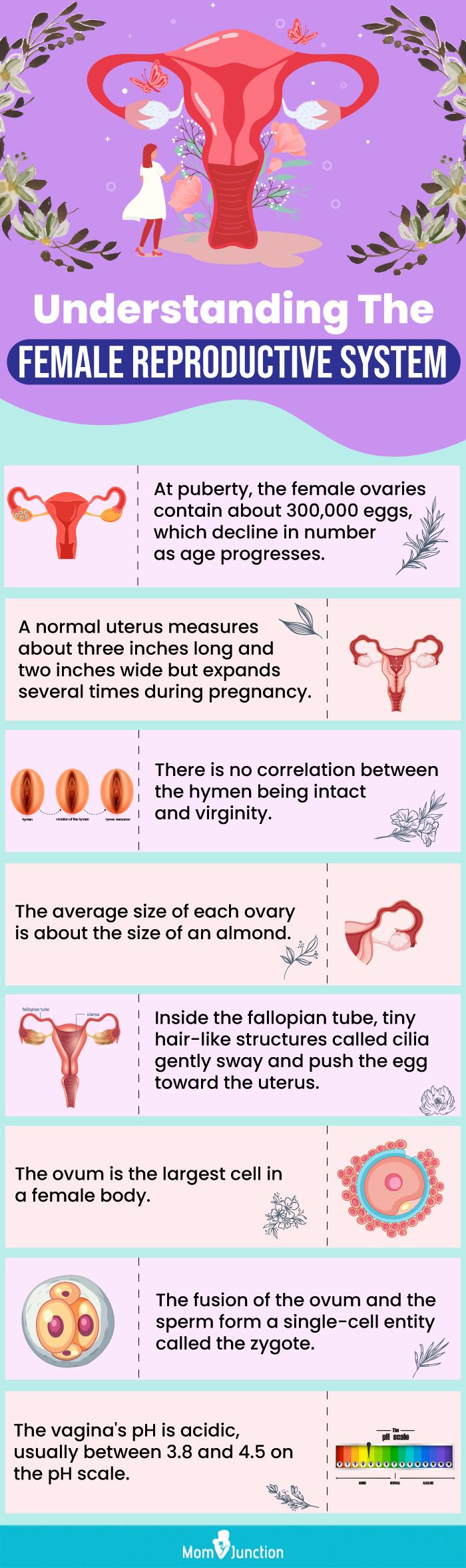 Female Reproductive System Anatomy Infographic Template Infografolio Female Reproductive System Anatomy Infographic Template Infografolio