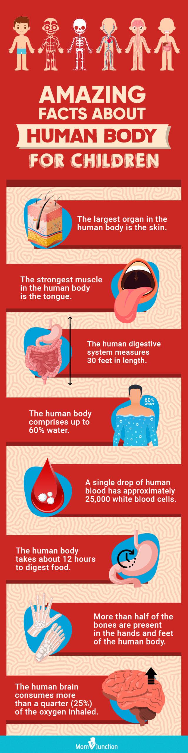 Urinary System Facts For Kids