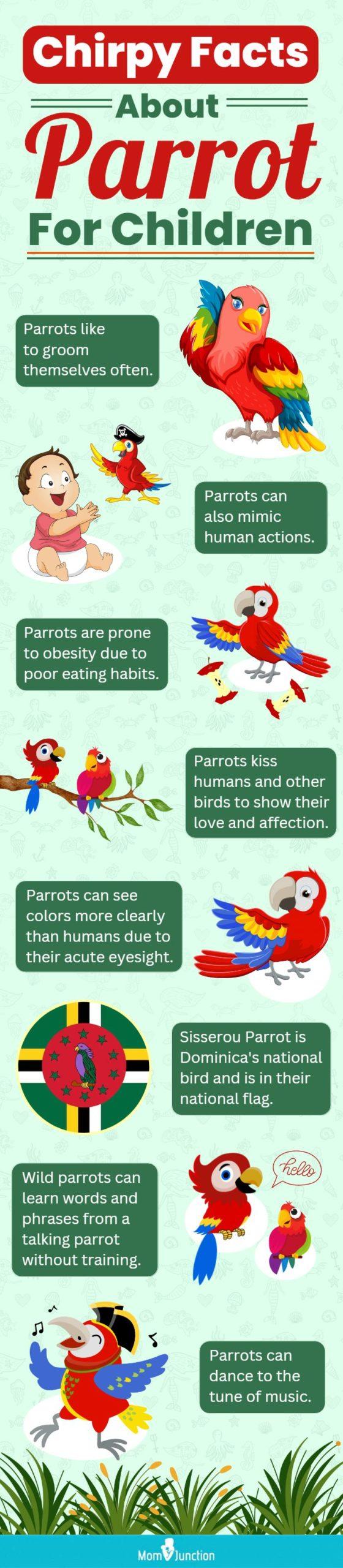 Indian Parrot Information For Kids