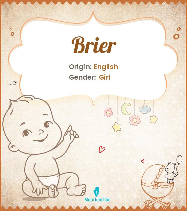 Origin, Meaning & Other Facts About Baby Name Brier
