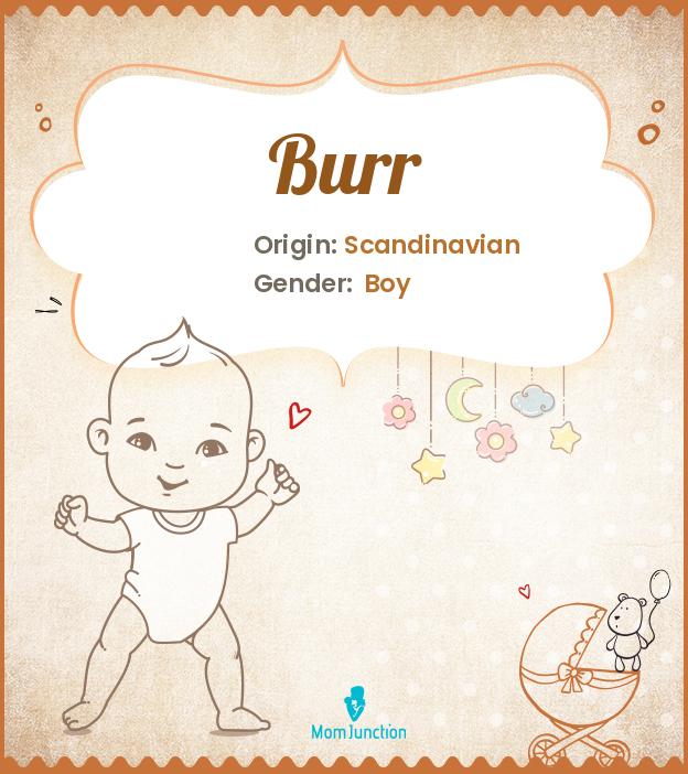Origin, Meaning & Other Facts About Baby Name Burr