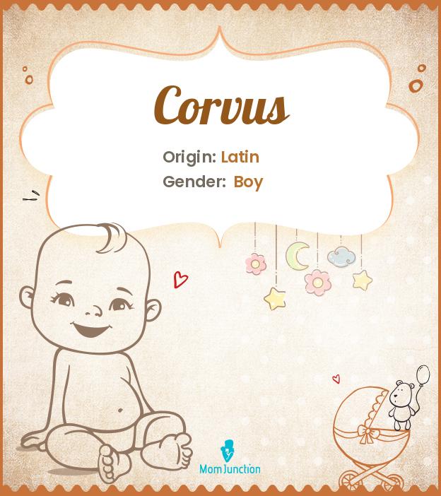 Corvus: Meaning, Origin, Popularity