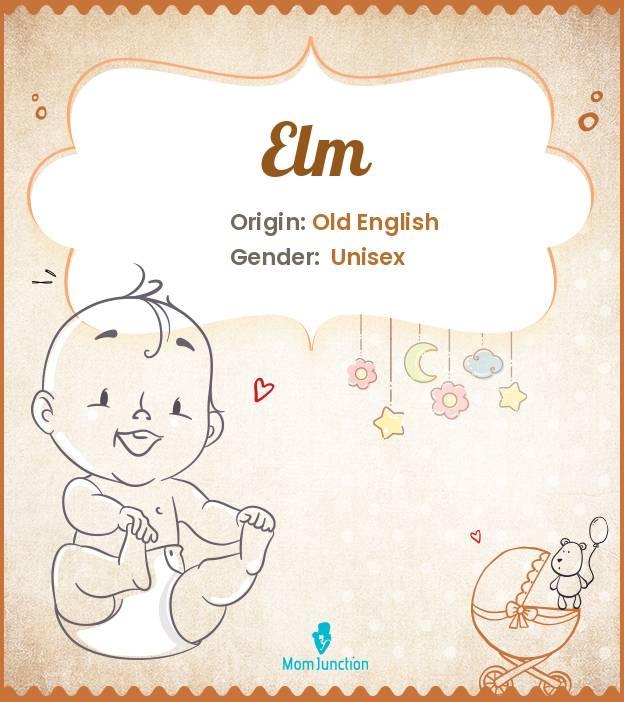 Explore Elm: Meaning, Origin & Popularity