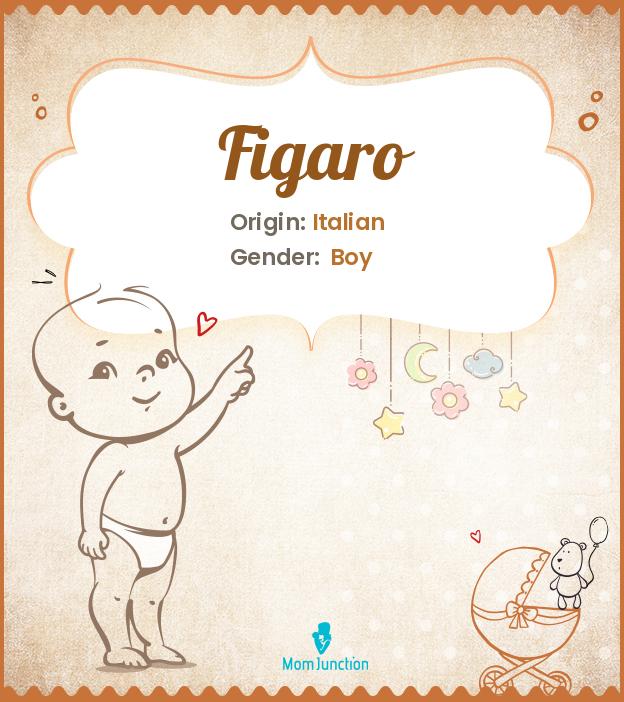 Figaro Name Meaning, Origin, History, And Popularity