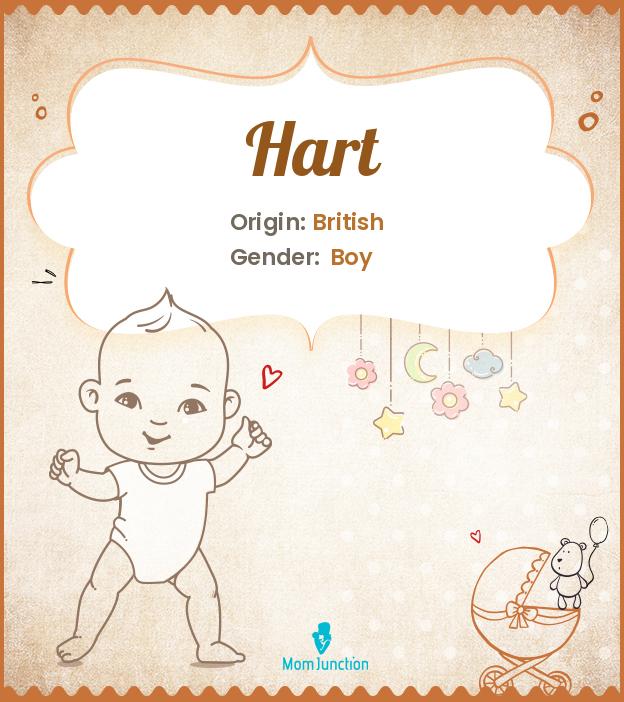 Hart Name Meaning, Origin, History, And Popularity