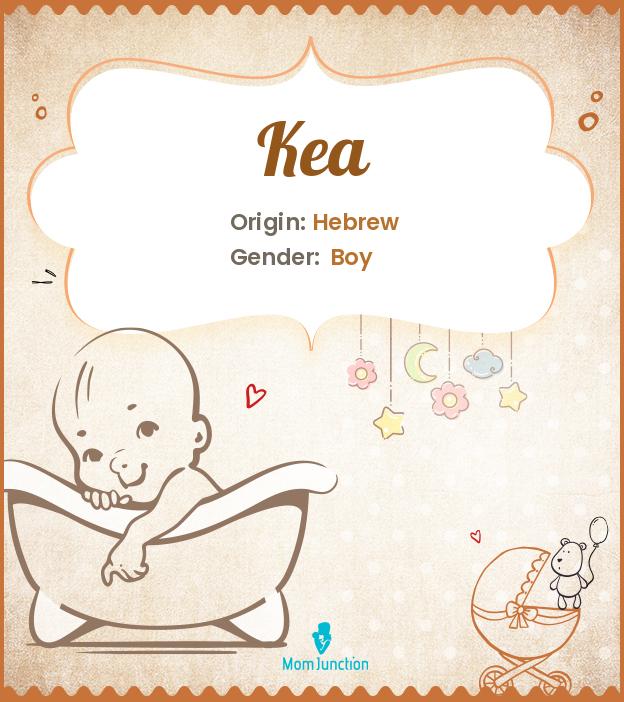 Explore Kea: Meaning, Origin & Popularity
