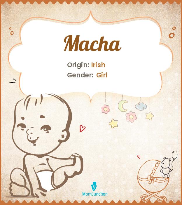 Explore Macha: Meaning, Origin & Popularity