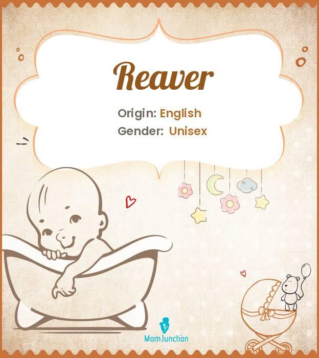 Explore Reaver: Meaning, Origin & Popularity